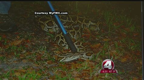 FWC plans "python patrol" workshop in Naples - YouTube