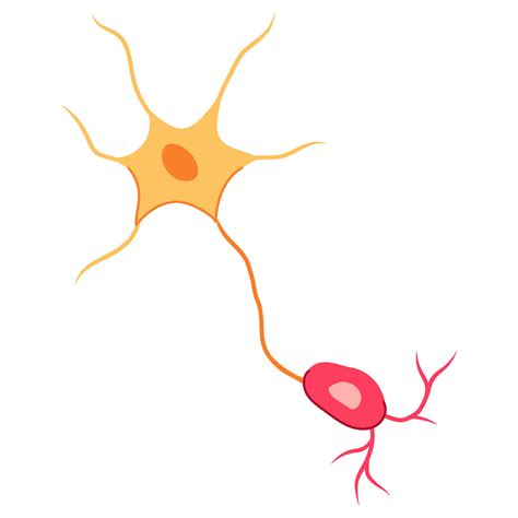Human Neurons Cartoon Vector Illustration 41499324 Vector Art At Vecteezy
