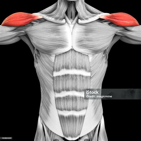 Fotografii De Stoc Cu Sistemul Muscular Uman Muschii Bratului
