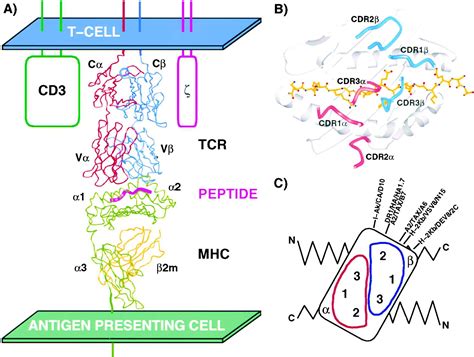 T Cell Receptor Mhc Interactions Up Close Cell