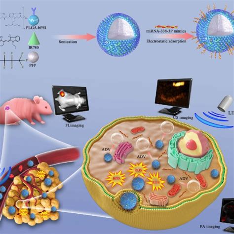 Validation Of Gene Transfection Capacity Of Nanoparticles A Download Scientific Diagram