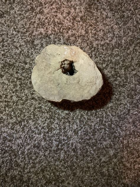 Rate My Lepidodendron Fossil 1 10 R Fossils