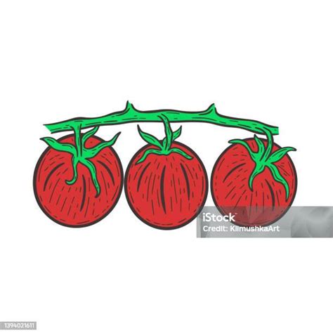 나뭇 가지에 세 개의 빨간 토마토 고립 된 벡터 일러스트 레이 션 0명에 대한 스톡 벡터 아트 및 기타 이미지 0명 3가지 개체 개체 그룹 Istock