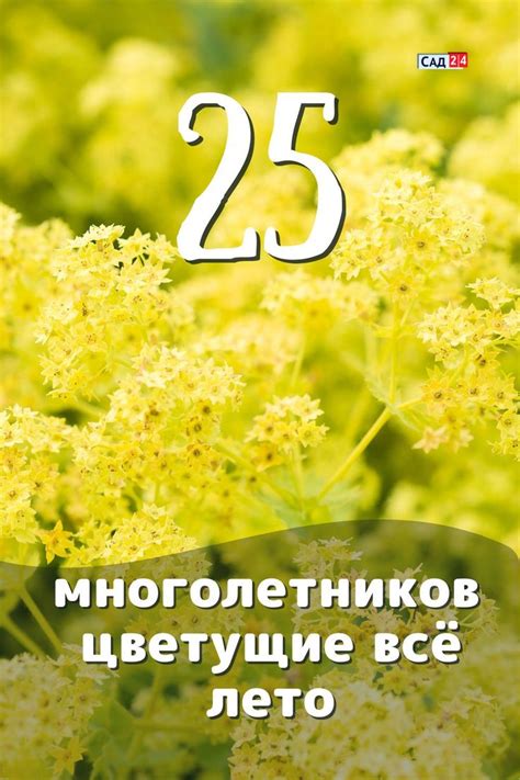 Многолетние цветы для дачи фото с названиями уход выращивание видео Озеленение для укрытия