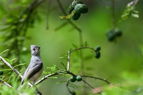 Green Titmouse Birding Pi