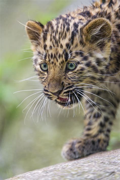 Cute Leopard Cubs
