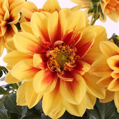 Labella Medio Fun Golden Eye Dahlia Blue Spade