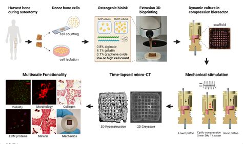 Figure 1 From Physiological Cell Bioprinting Density In Human Bone Derived Cell Laden Scaffolds