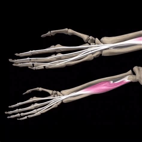 Hand Flexion