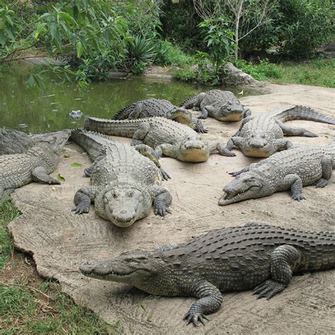 Livingstone Crocodile Park 2026 Alles Wat U Moet Weten Voordat Je
