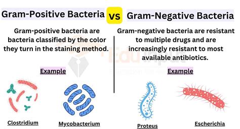 Gram Positive Vs Gram Negative Slide Statmatter