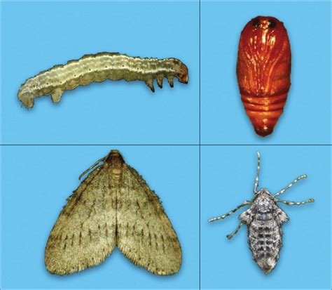 Winter Moths Identification And Control