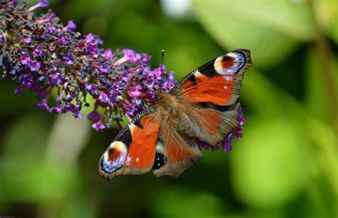 Butterfly Peacock Insect Free Photo On Pixabay