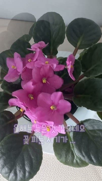 아프리카 바이올렛 핑크 African Violet Pink Shorts Youtube