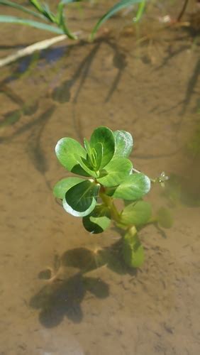 田玄參 Bacopa Repens