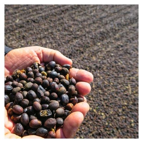 Natural Dry Coffee Processing Method Coffee Beans Dark Roast