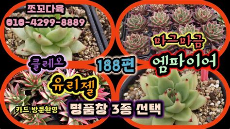 쪼꼬다육 188편명품창3종 선택명품창전문농장상표등록유리젤빅토리아엠파이어클레오연휴 방문환영~♡ Youtube