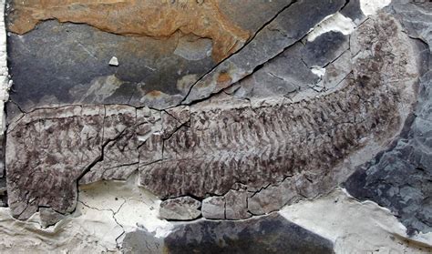 Scientists Unveil Stunning 240 Million Year Old ‘chinese Dragon Fossil Archaeology News