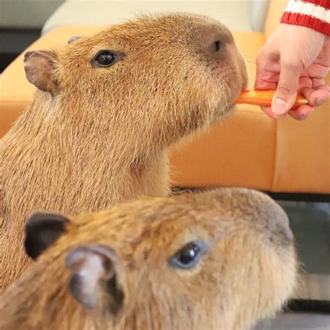 Café De Tóquio Recebe Clientes Com Capivaras Entenda