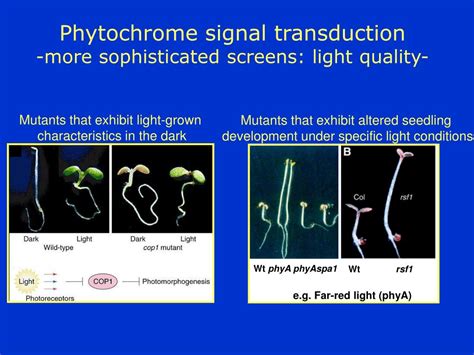 Ppt Role Of Phytochromes In Shade Avoidance Ecophysiological And Molecular Aspects Powerpoint