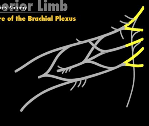 Brachial Plexus Flashcards Quizlet