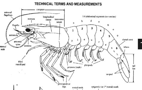Anatomy Of The Shrimp Download Scientific Diagram