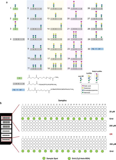 Glycoblotting Based Microarray For Galectin Interaction Profiling With Download Scientific