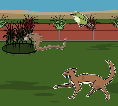 Rikki Tikki Tavi Characters Free Map From Storyboard That
