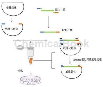 Real Taq Dna聚合酶的应用