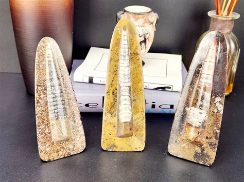 Orthocera Fossil Display Stand Etsy