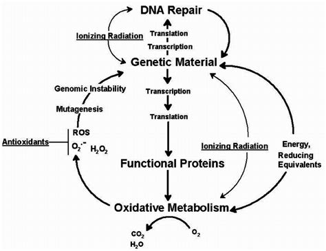 Model By Which Oxidative Metabolism Can Be Incorporated Into The Download Scientific Diagram