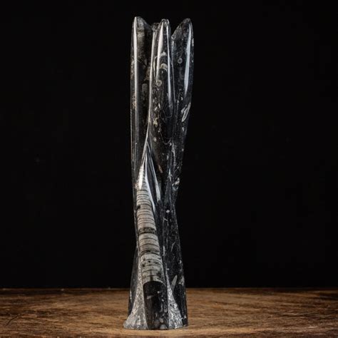 Nautiloid Orthoceras Tower Hand Polished Fossil Fragment Orthoceras Sp 330 Mm 70 Mm