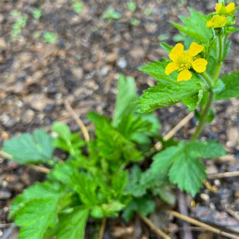 Geum Macrophyllum Large Leaf Avens Green Seed Gardens