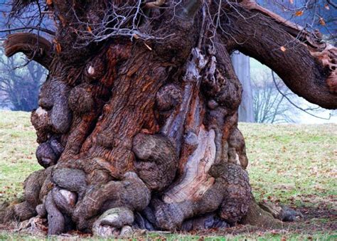 Strange Trees Growing In Strange Places 55 Pics