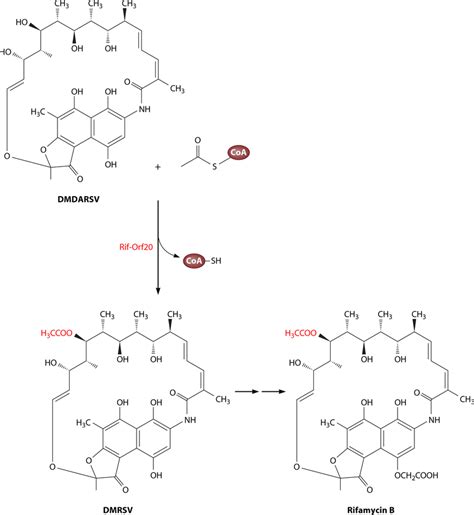 Biosynthesis Of Rifamycin B A Polyketide Antibiotic Produced By Download Scientific Diagram