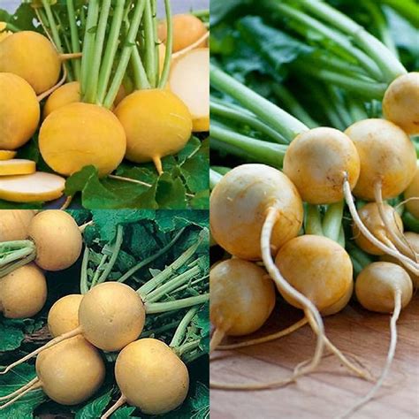 Seeds For Planting Brassica Rapa Goldenball Seeds Turnip Goldenball