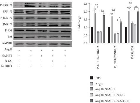 The Mapk Signaling Pathway Is Responsible For The Antihypertensive