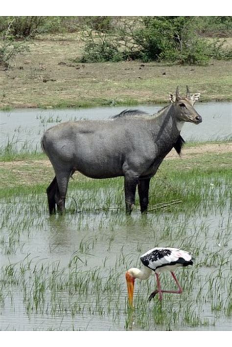 Discover The Fascinating World Of The Nilgai Eland Dieren Fotos