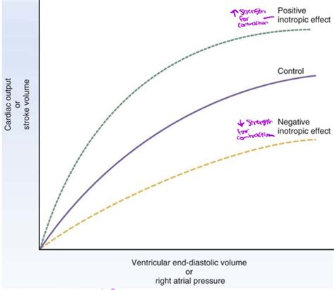 Exam 2 Lecture 6 Regulation Of Cardiac Output Flashcards Quizlet