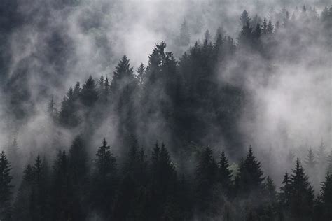 Pine Tree Wallpapers 4k Hd Pine Tree Backgrounds On Wallpaperbat