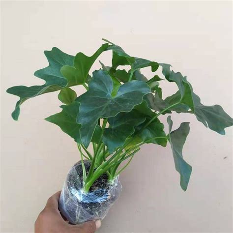 龟背竹植物室内白锦龟背竹大型盆栽绿植客厅吸甲醛净化空气1虎窝淘