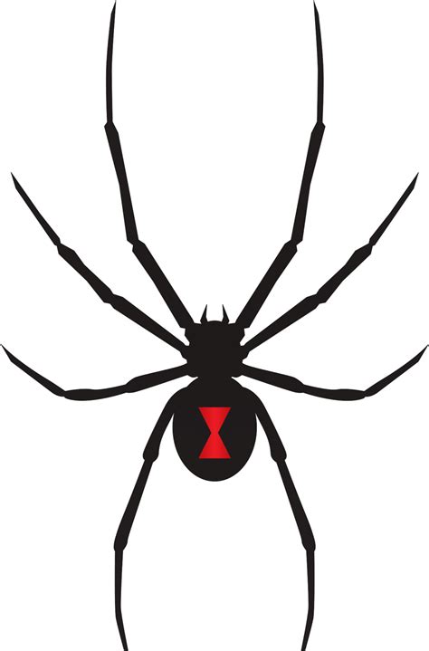 Black Widow Spider Art Arachnid Illustration Png