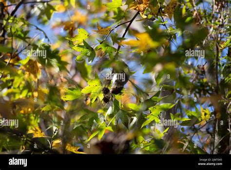 Eastern Gray Squirrel Sciurus Carolinensis Foraging On A Sweetgum Tree As It Hangs Upside Down