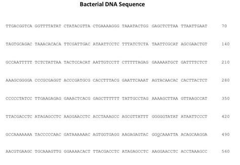 Solved What Would Be The Lengths Of The Dna Coding Sequence
