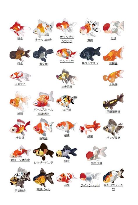 Types Of Goldfish