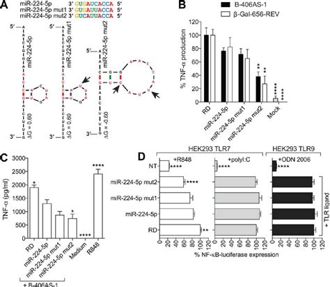 Figure 5 From Sequence Dependent Off Target Inhibition Of TLR7 8
