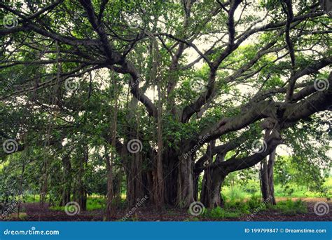 The Banyan Tree Indian Baniyan Tree Stock Image Image Of Wood Rosales 199799847