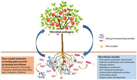 Frontiers Holo Omic Applications To Unveil Microbiome Shaping