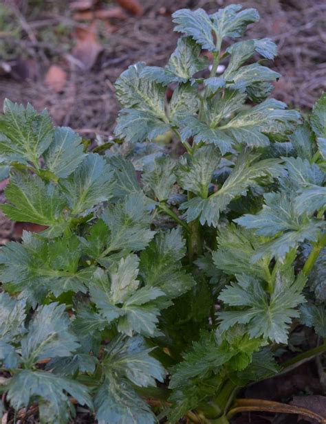 Céleri Vert Delne Le Potager Du Gailleroux Permaculture Jardin Forêt Graines Plants