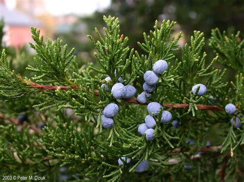 Juniperus virginiana (Eastern Red Cedar): Minnesota Wildflowers